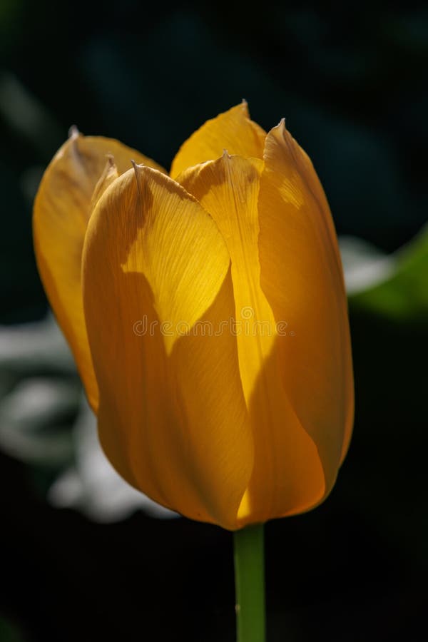 Spring Time in a German Garden Stock Image - Image of bleeding, hiking ...