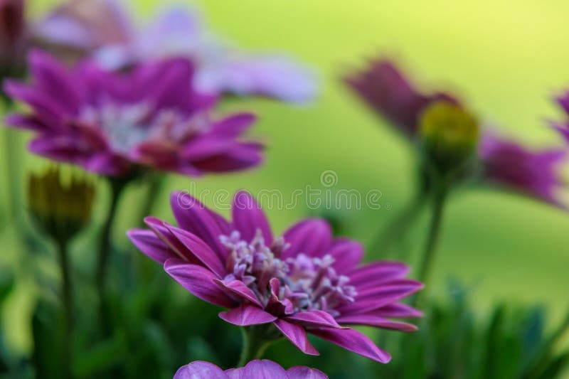 Spring Time in a German Garden Stock Image - Image of travel, cherryk ...