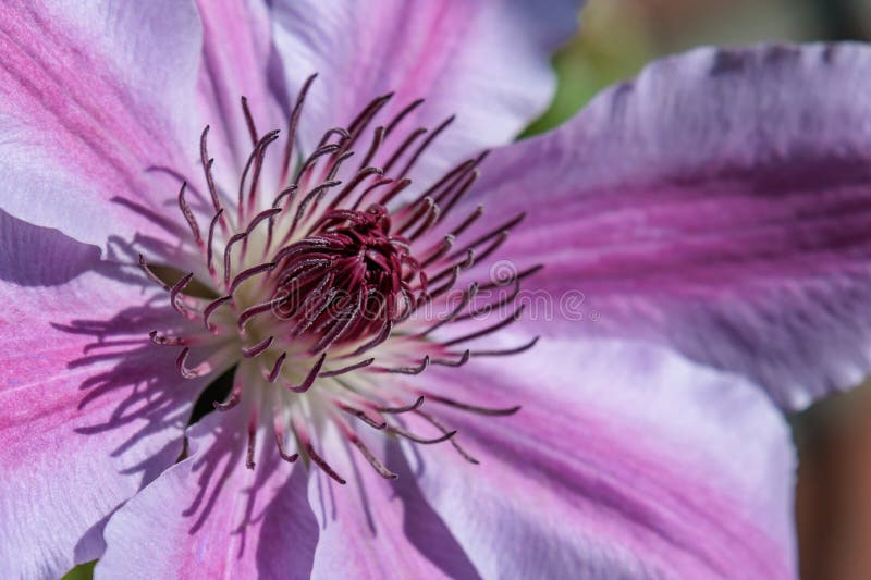 Spring Time in a German Garden Stock Image - Image of bleeding, flowers ...