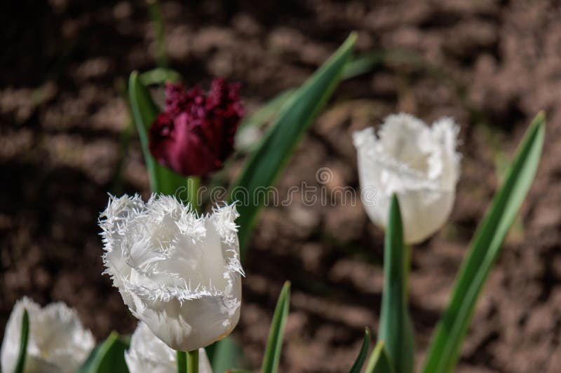 Spring Time in a German Garden Stock Image - Image of tulips, cherryk ...