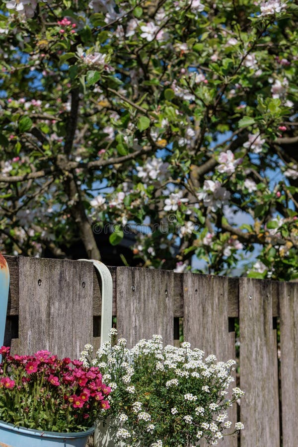 Spring Time in a German Garden Stock Image - Image of tulip, cherryk ...