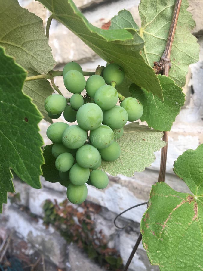 Grapes in a vine plant stock image. Image of growing - 262475643
