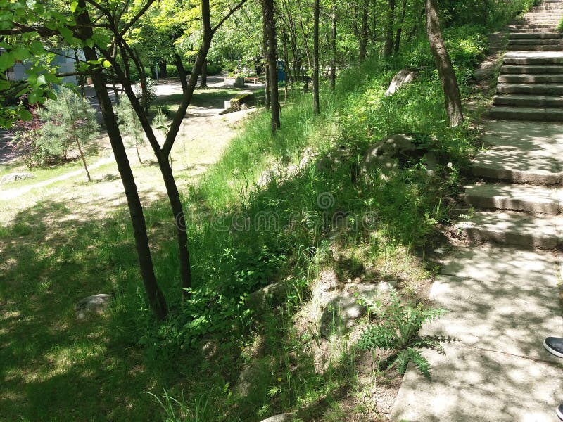 Spring Time. Green Everywhere. the Trees and the Grass Stock Image ...