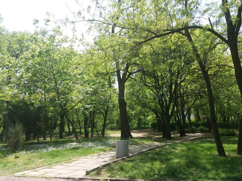 Spring Time. Green Everywhere. the Trees and the Grass Stock Photo ...