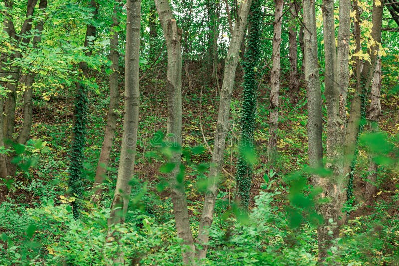 Spring Time Greenery Curly Plants Around Trees Bark Seasonal Forest ...