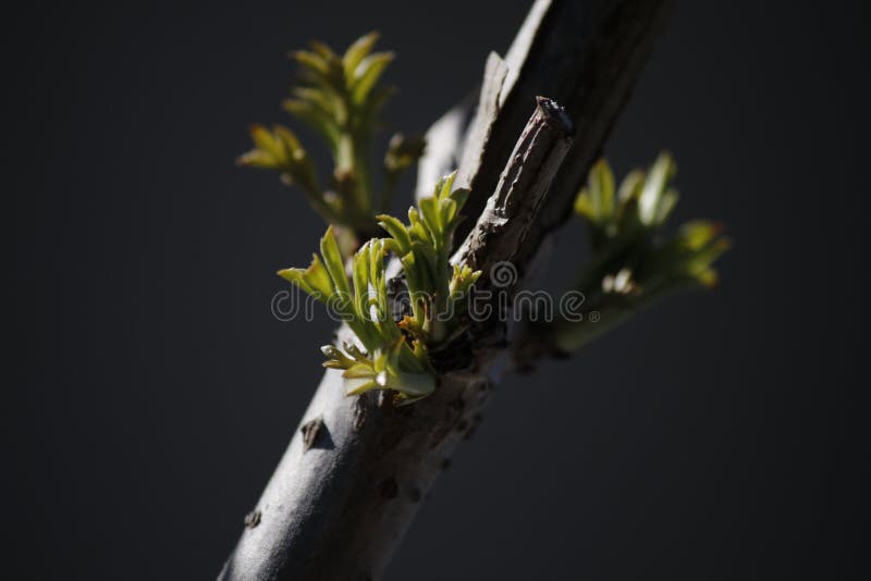 Spring time growth stock photo. Image of growth, green - 108557312
