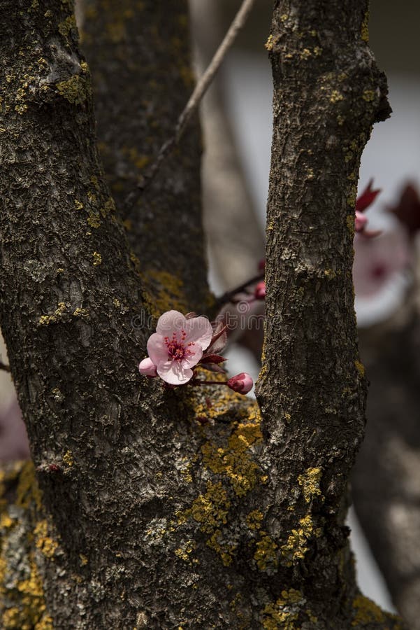 Spring time stock photo. Image of time, trees, nature - 178801794