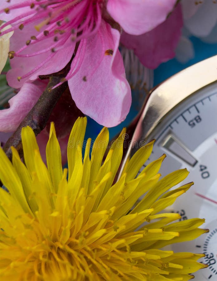Spring Time Has Come. Macro Shot - Spring Blossoms Wallpaper Stock ...