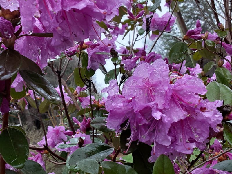 The Spring time is here stock photo. Image of spring - 179227844