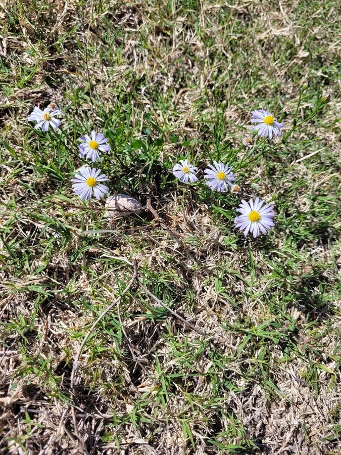 Spring Time is Here and Popping Up Daiseys Stock Image - Image of ...