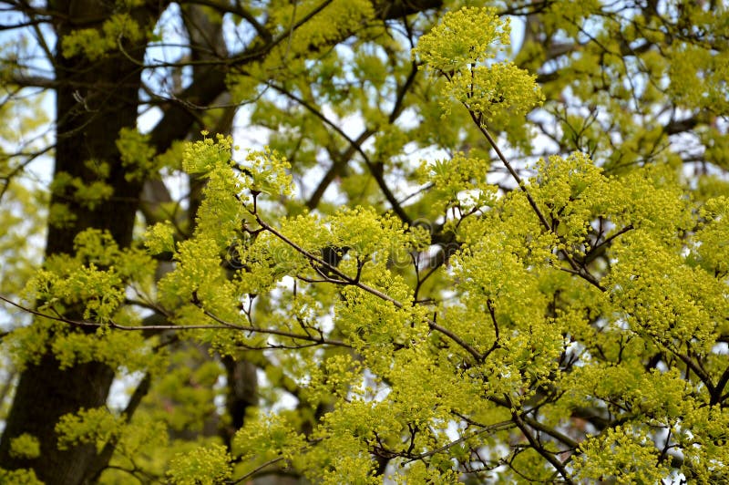 Feel the spring! stock image. Image of spring, blue - 103681727