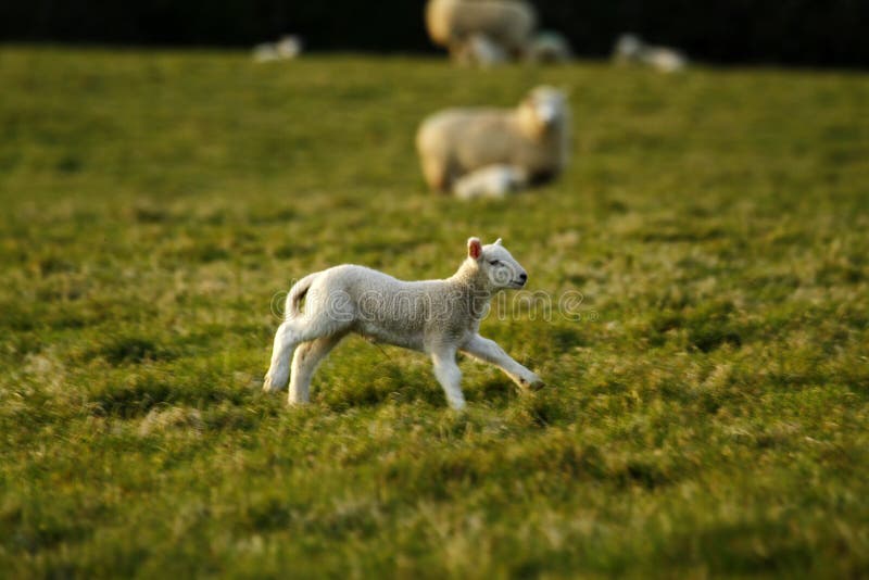 Lambs Full Joy Stock Photos - Free & Royalty-Free Stock Photos from ...