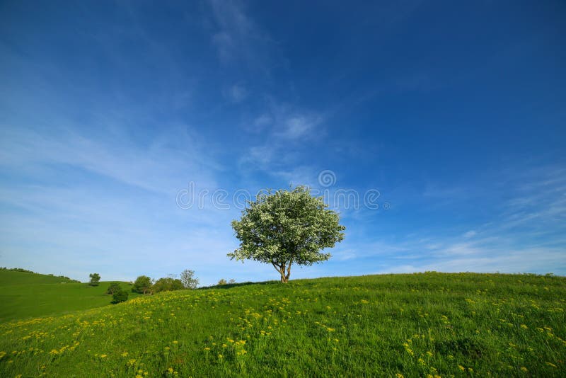 Spring Time Landscape with Isolated Tree Stock Photo - Image of ...