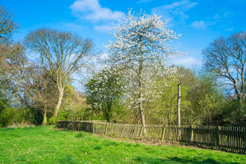 Spring Time Landscape in the London Suburbs Stock Photo - Image of ...