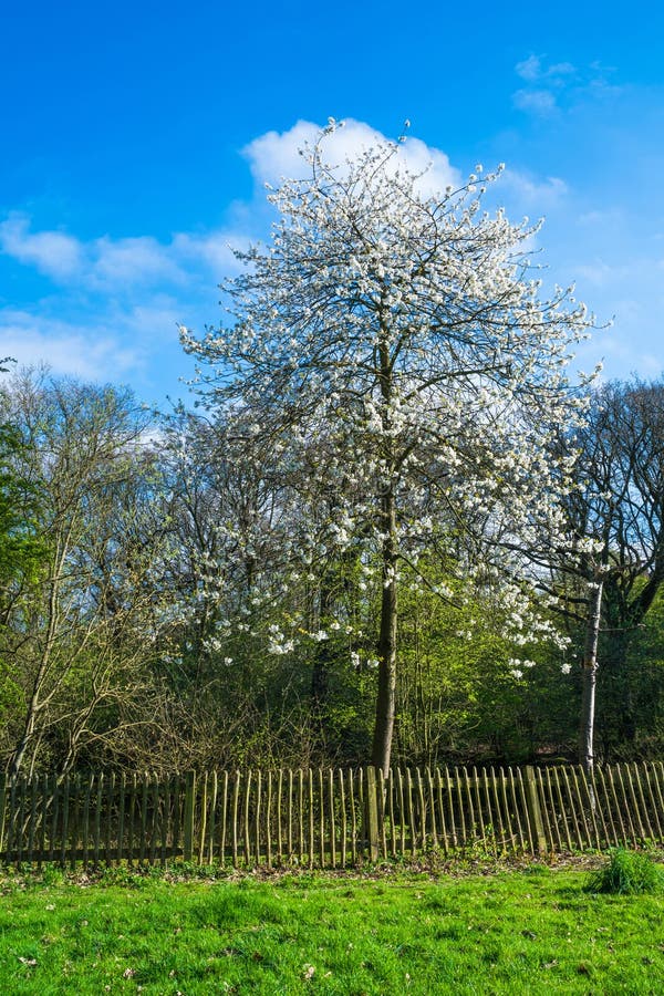 Spring Time Landscape in the London Suburbs Stock Image - Image of ...