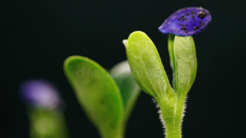Spring Time Lapse of Growing Small Plants, Opening Its Blossom and ...