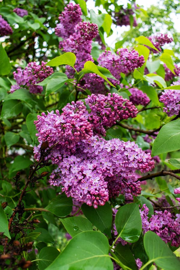 Spring Time. Lilac Blossom Tree Stock Photo - Image of close, flowers ...