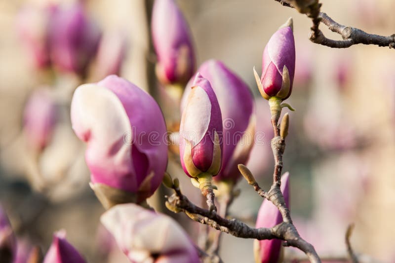 Spring Time Magnolia Flower Stock Photo - Image of outdoor, rose: 39401432