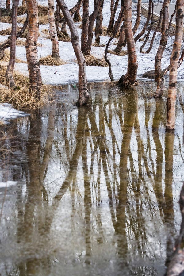 Spring Time, Melting Snow, a Large Puddle in Which Tree Trunks are ...