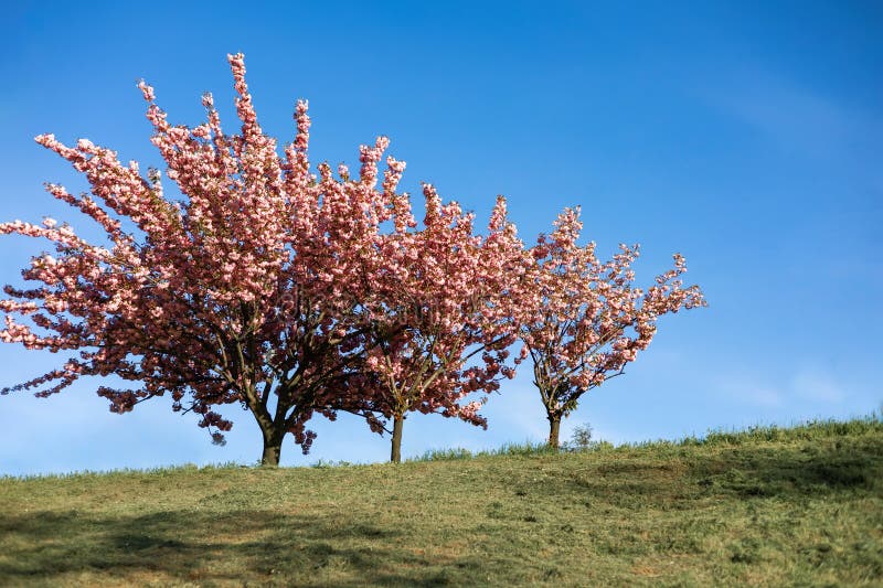 Spring Time in Nature with Blooming Tree. Blossoming Cherry Sakura Tree ...