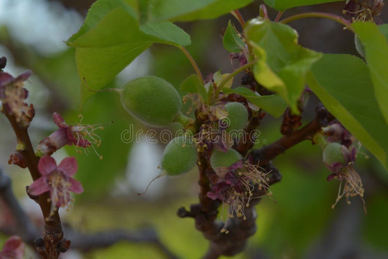 It is Spring Time the New Birth of Little Apricots. Stock Photo - Image ...