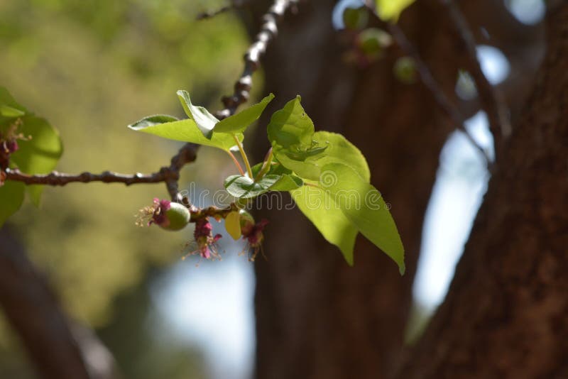 It is Spring Time the New Birth of Little Apricots. Stock Photo - Image ...