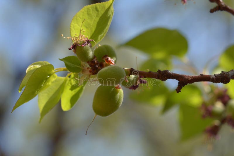 It is Spring Time the New Birth of Little Apricots. Stock Photo - Image ...