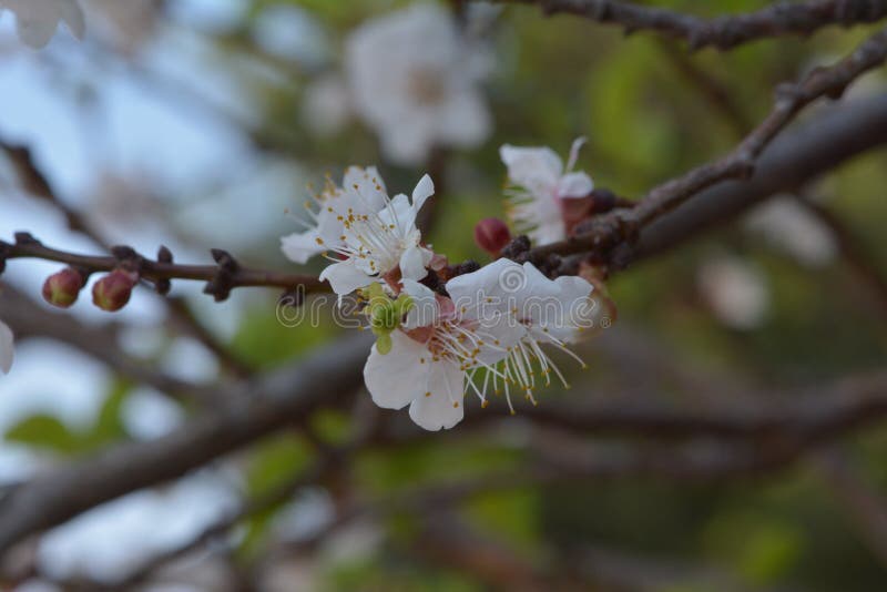It is Spring Time the New Birth of Little Apricots. Stock Photo - Image ...
