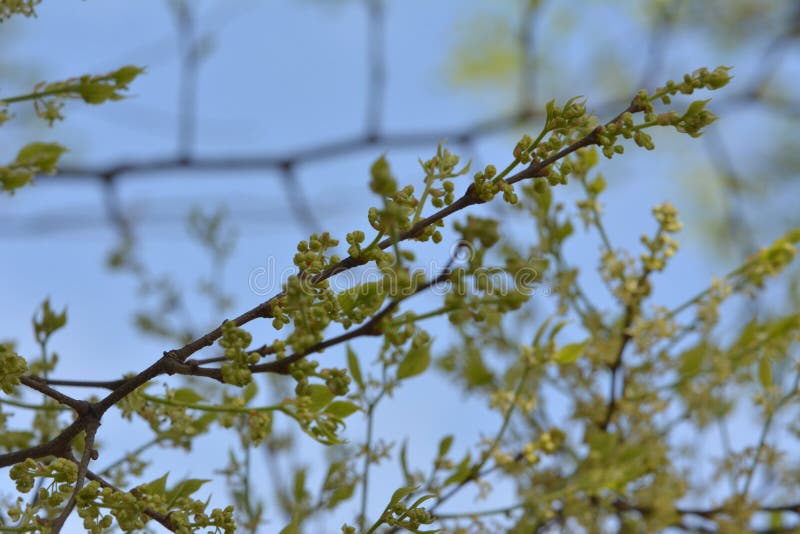 It is Spring Time the New Birth of Little Leaves. Stock Image - Image ...