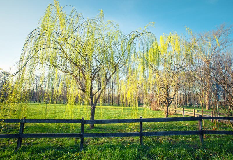 Spring time in park stock image. Image of wooden, nature - 69163041
