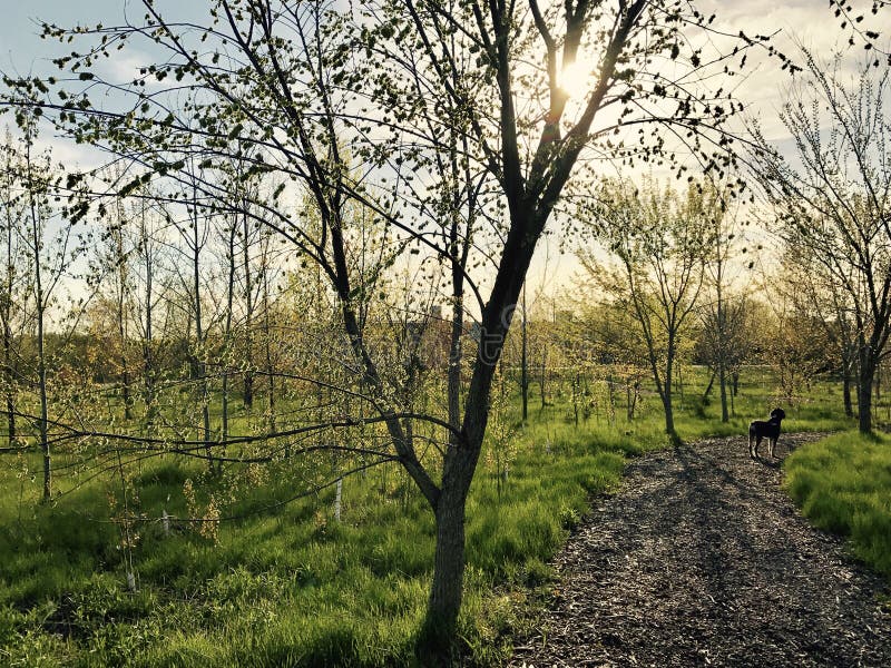 Spring Time at the Park- Toronto Stock Image - Image of toronto, hiking ...