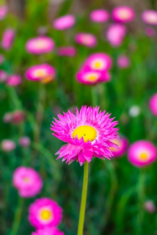 Spring Time. Pink Flowers in the Garden Blossom Suring Spring Season ...