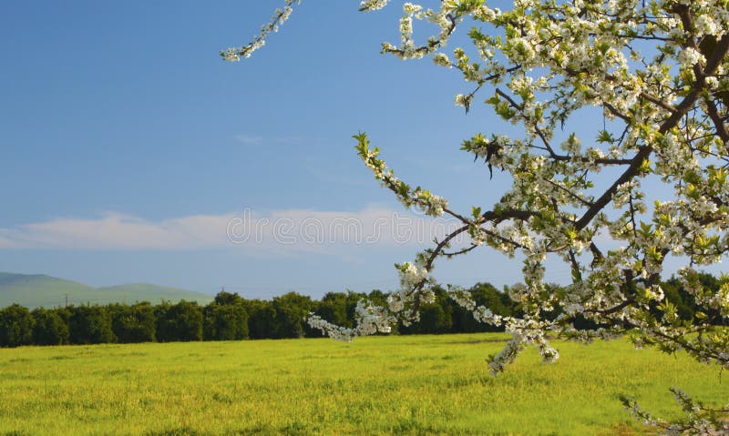 Spring Time with Plum Tree stock image. Image of cloud - 18732453