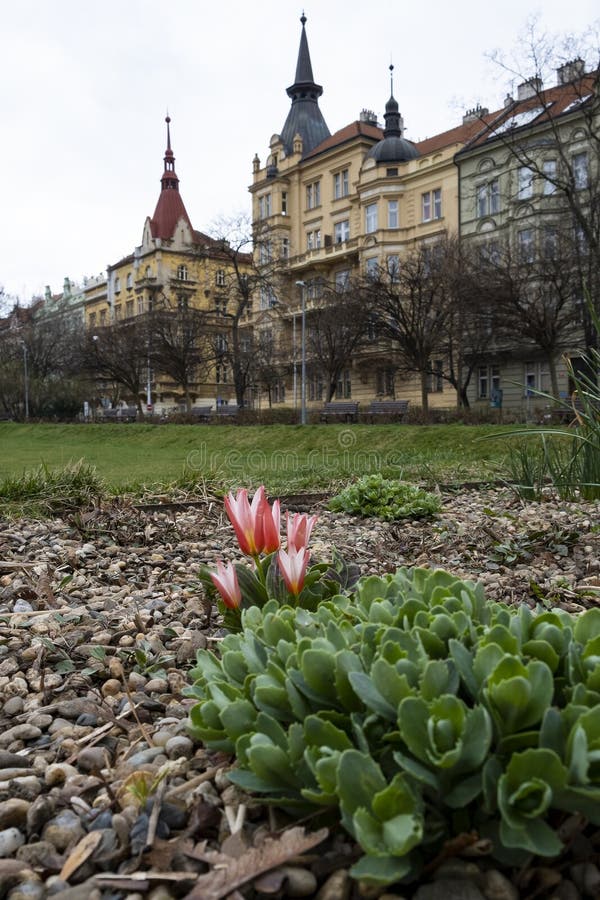 Spring Time in the Prague City Stock Image - Image of floral, flora ...
