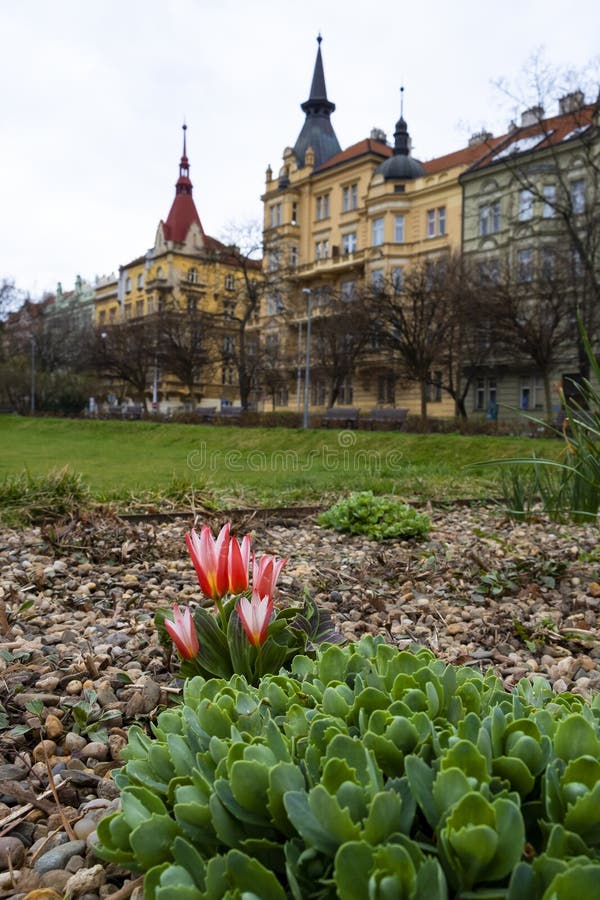 Spring Time in the Prague City Stock Image - Image of blossom, season ...
