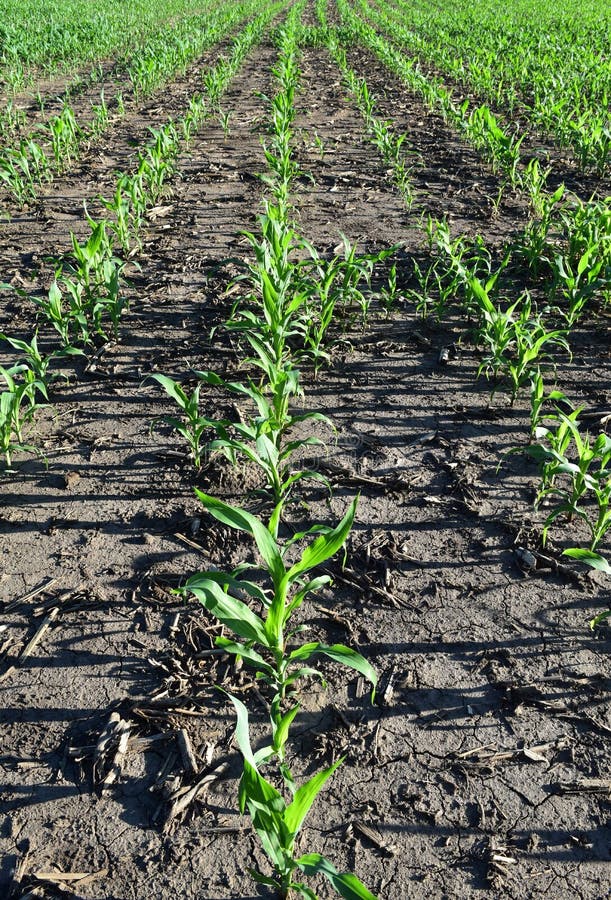 Seedling Corn Plants in a Field Stock Image - Image of commodity, corn ...