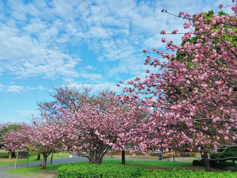 Spring Time Sakura in Tokyo Stock Image - Image of background, garden ...