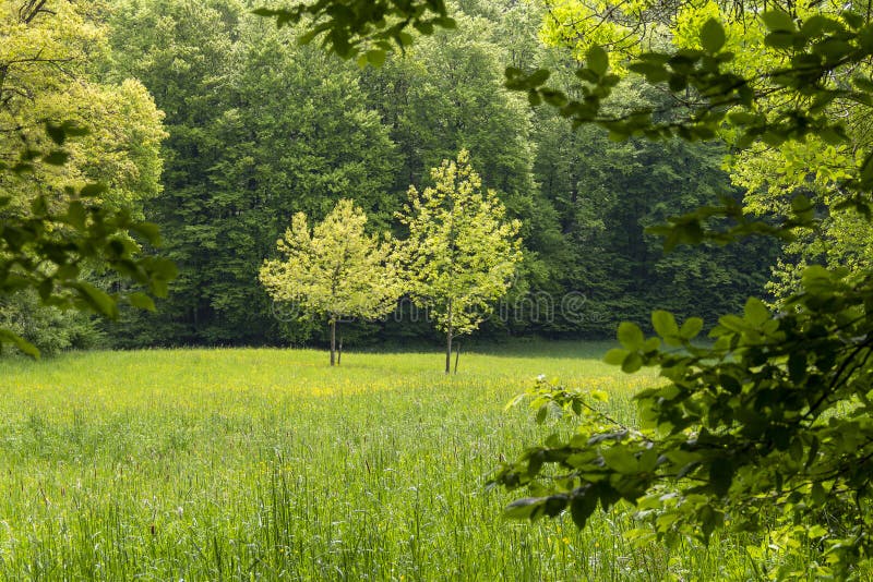 Spring time scenery stock photo. Image of leaf, spring - 248916192