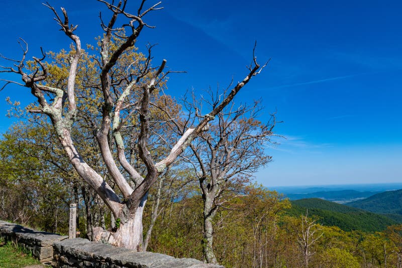 Spring Time in Shenandoah National Park Stock Image - Image of ...