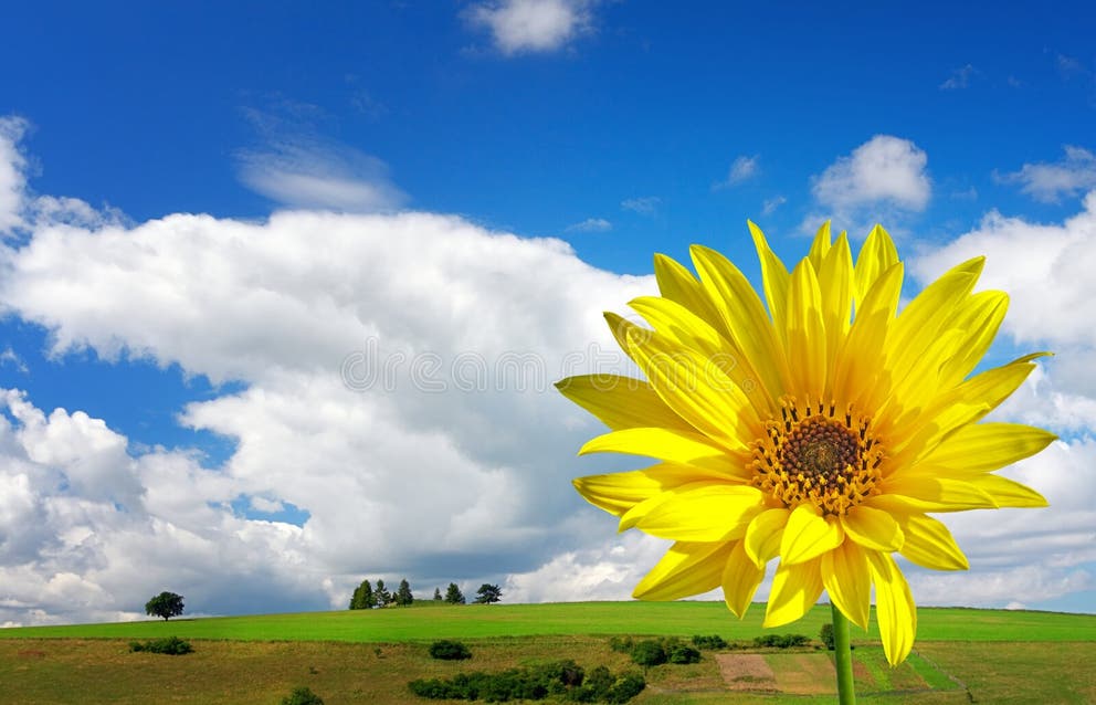 Spring Time Sunflower stock image. Image of blooming - 12730229
