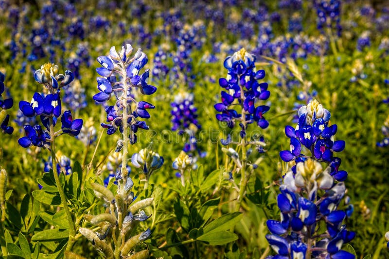 Spring Time in Texas, Field with Blooming Blue Bonnets Stock Photo ...