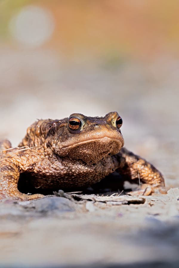 Close Up of a Common European Toad Stock Photo - Image of head, animals ...