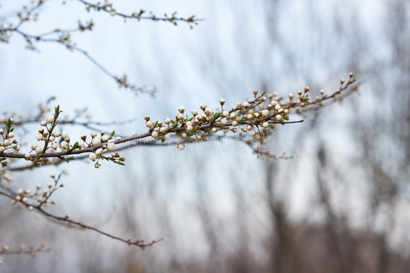 Spring Time Tree Branch Buds Stock Image - Image of close, detail: 39242711