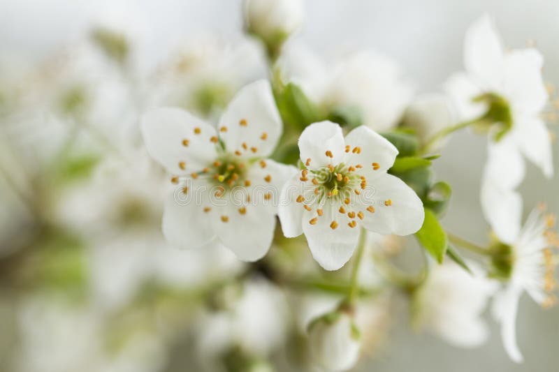 Row of Colorful Spring Trees Stock Image - Image of lining, leafy: 14298047