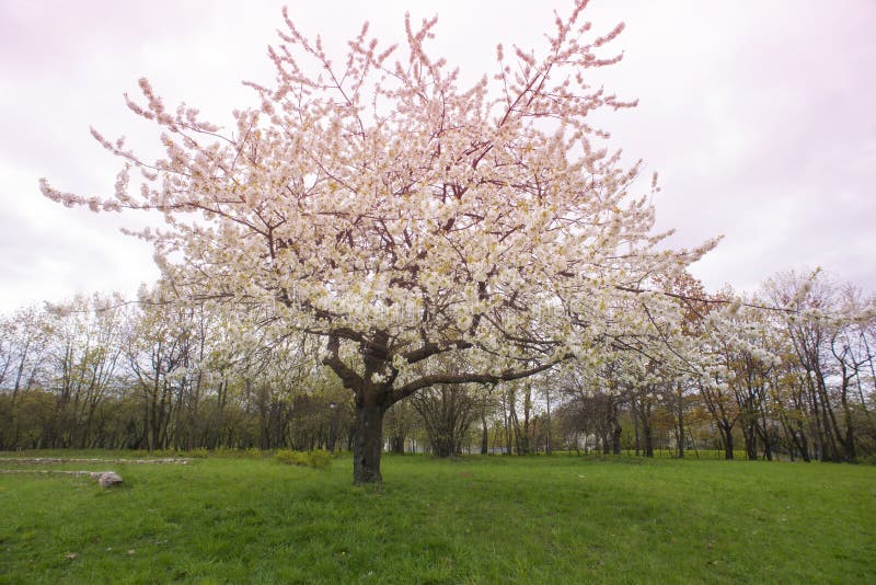 Spring time tree stock photo. Image of plant, pink, tree - 65659650