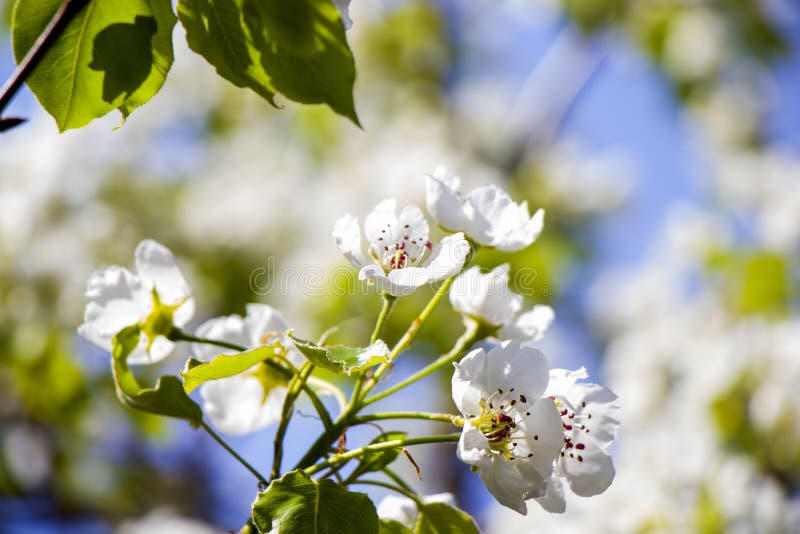 Spring Time Tree, White Flowers on the Branch, Cherry Tree Blossoming ...
