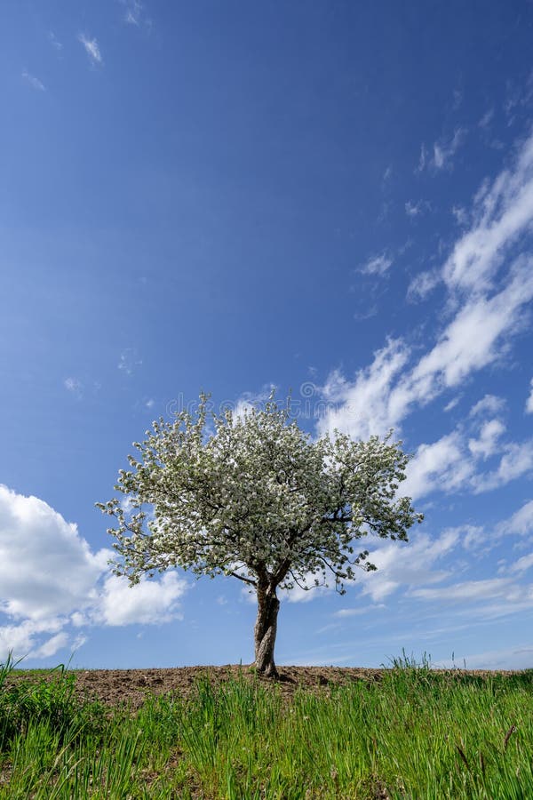 Spring Time Tree with White Flowers in the Garden with Blue Sky Stock ...