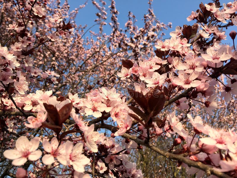 Spring Time, Trees in Bloom, Pink Flowers Stock Photo - Image of small ...