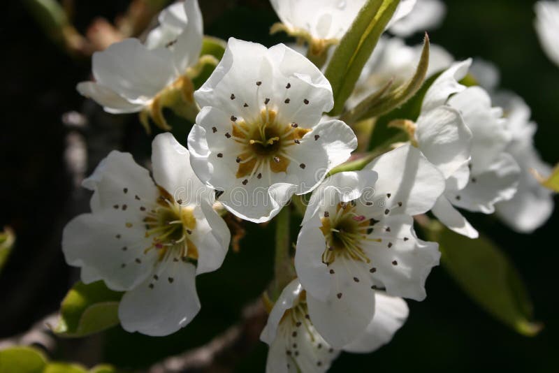 Washington State Pear Blossoms Stock Image - Image of blossoms, trees ...