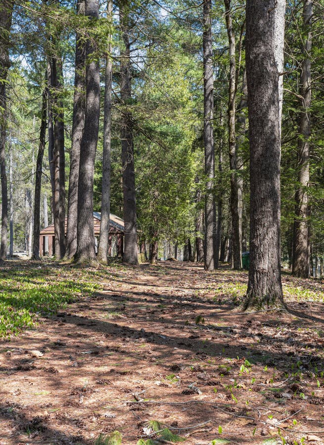 Spring Time at Willard Brook State Forest Stock Image - Image of ashby, outdoors: 378275857